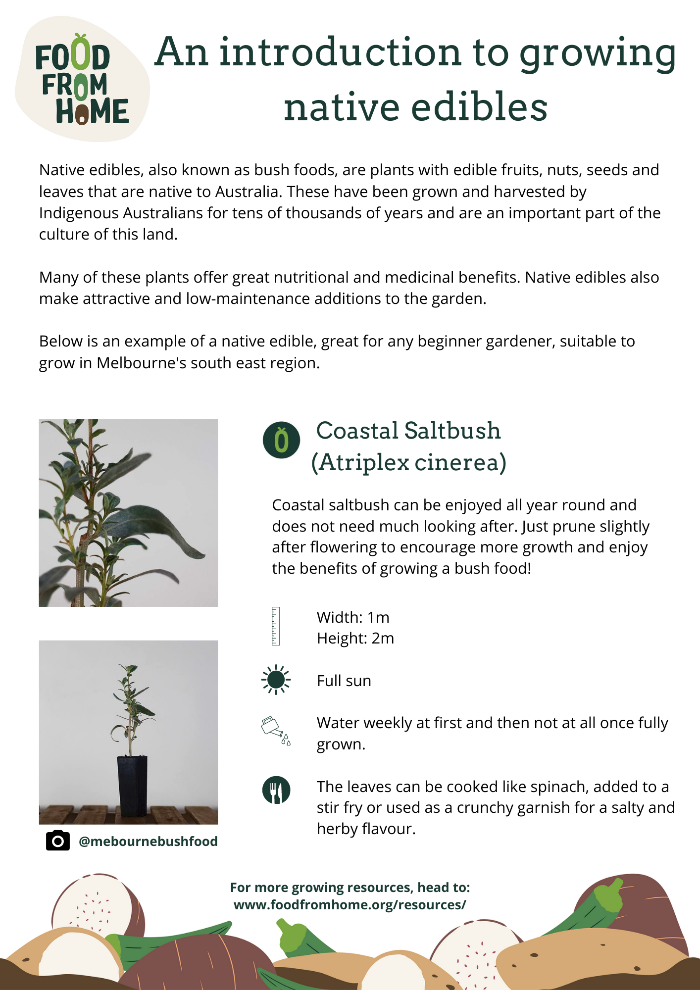 native-edibles-salt-bush – Food from Home